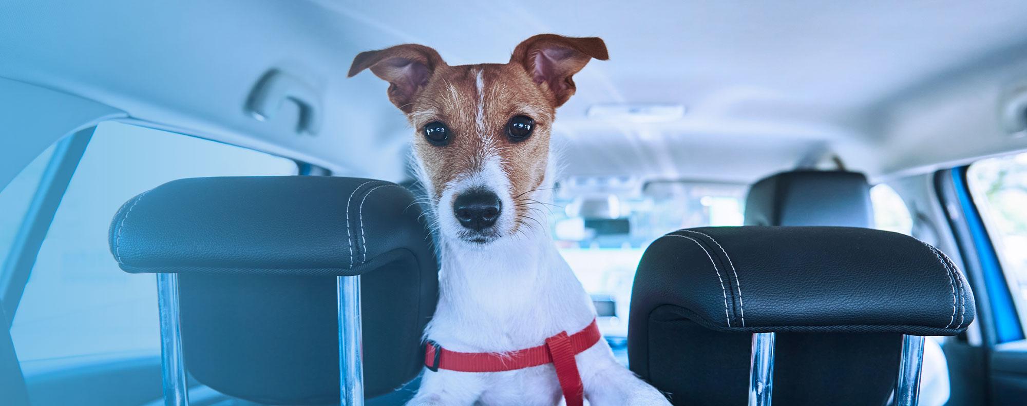 Met de hond in de auto op reis? Dit zijn de regels - KBC Bank & Verzekering